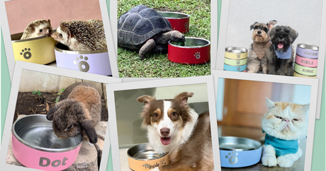 The Ultimate Ollie Bowl Size Guide – Ollie Bowls