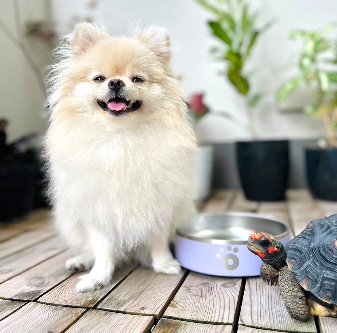 Toy/Mini-Small – Ollie Bowls